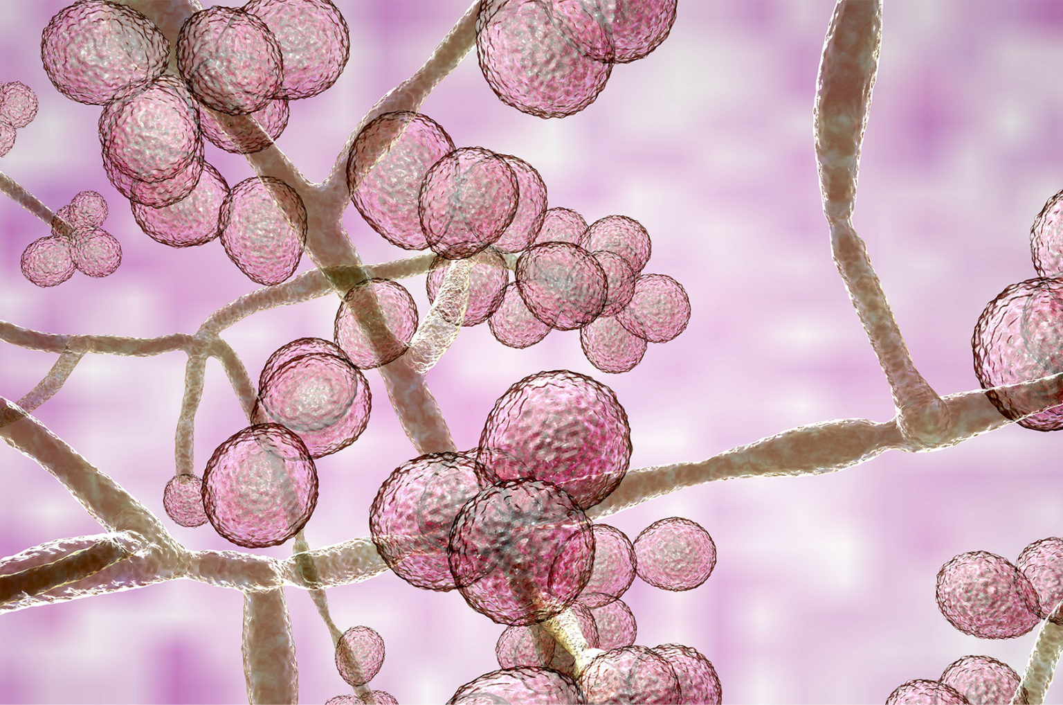 Candidoza vaginala. Preventie si tratament - Floral'aise